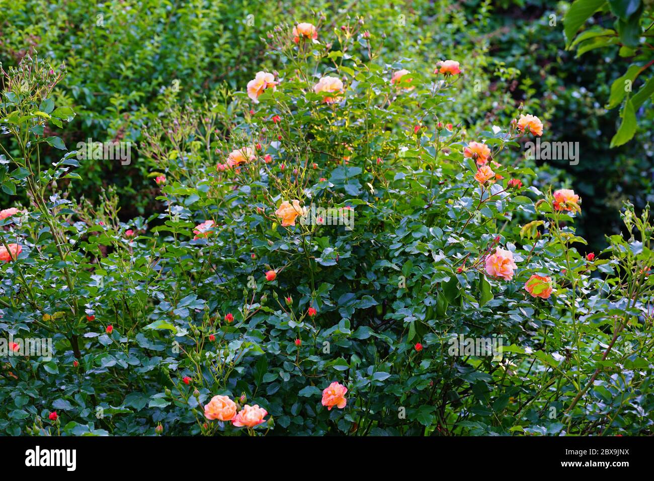Apricot orange rose flower growing in the garden Stock Photo - Alamy
