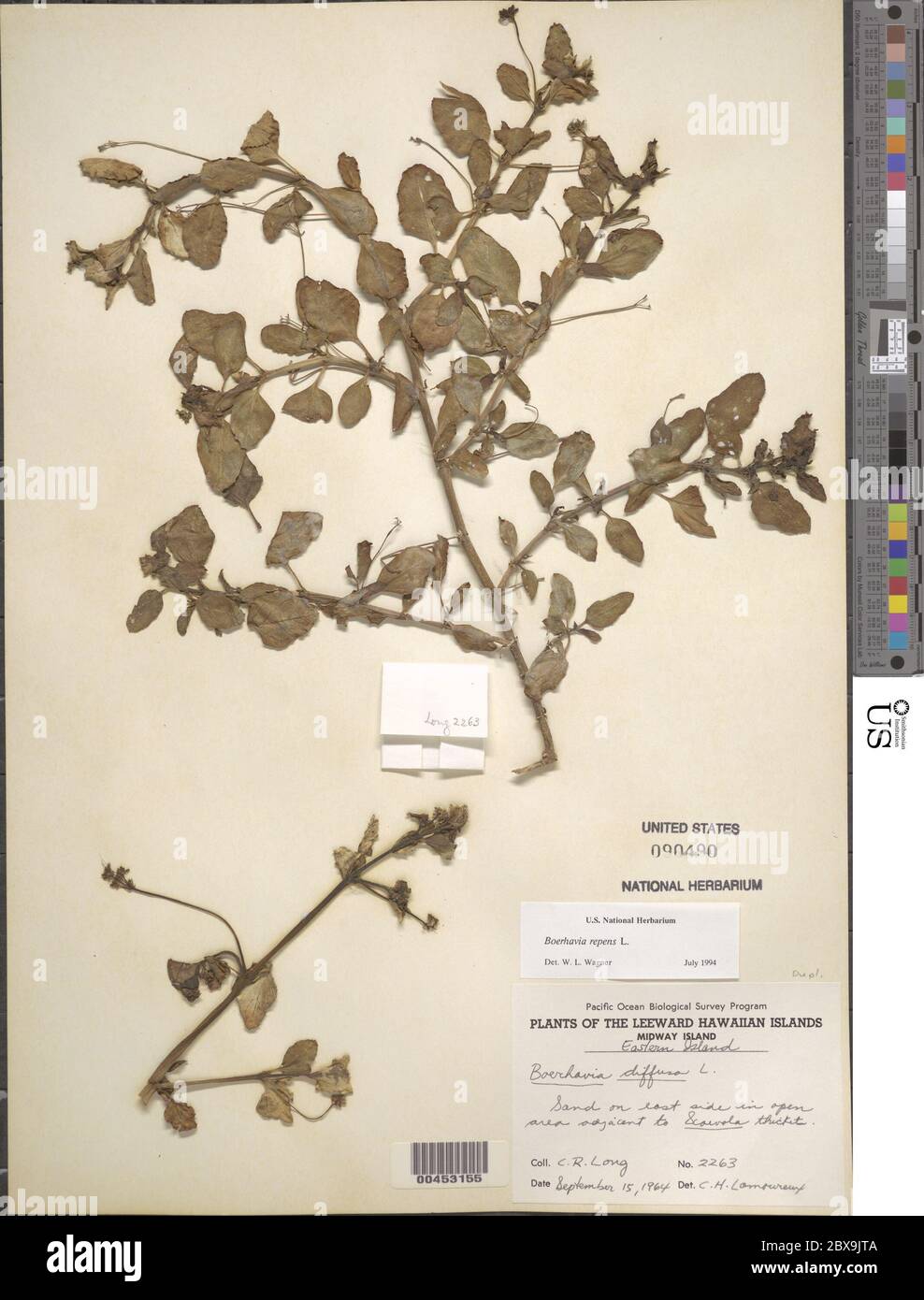 Boerhavia repens hi-res stock photography and images - Alamy