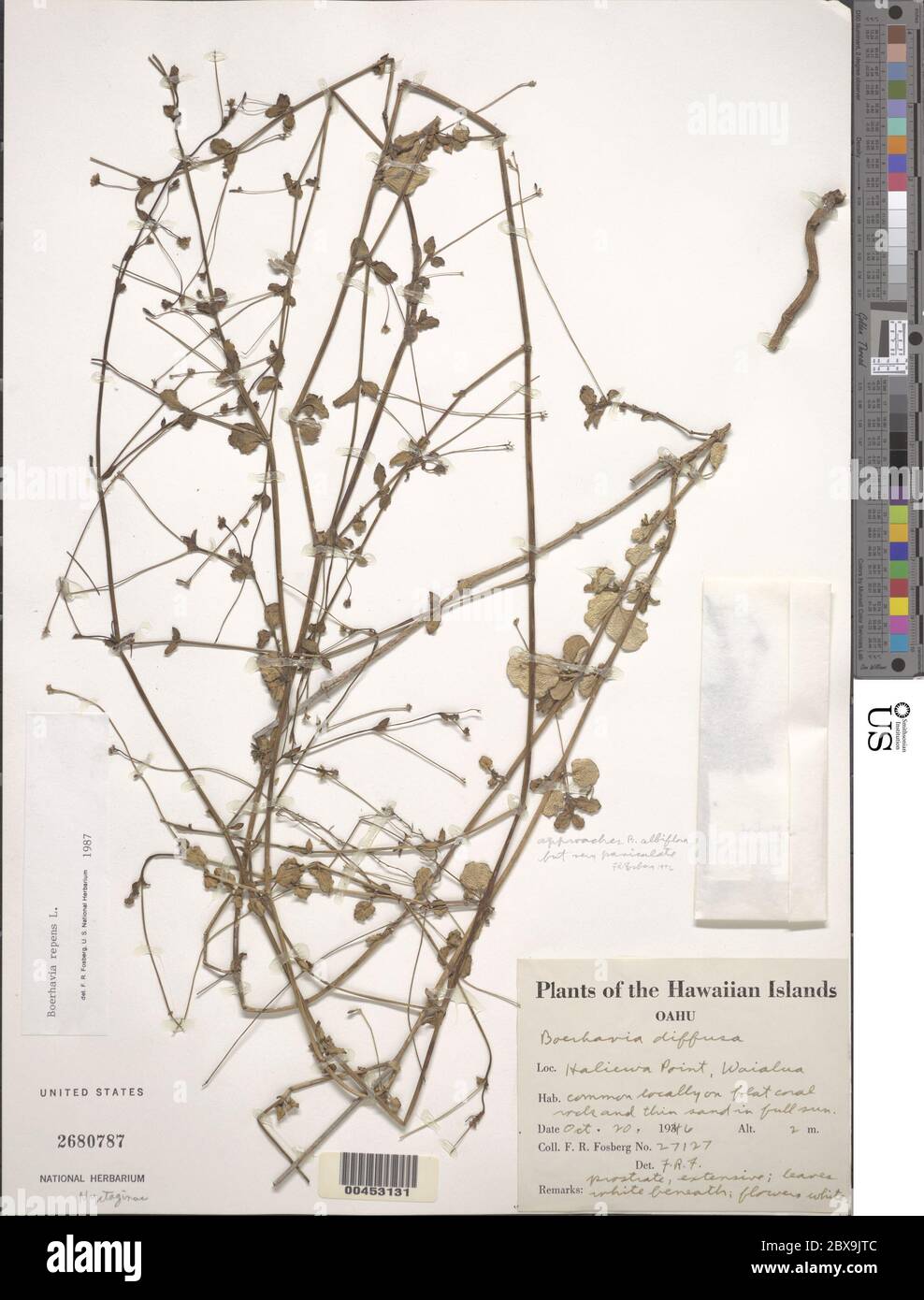Boerhavia repens hi-res stock photography and images - Alamy