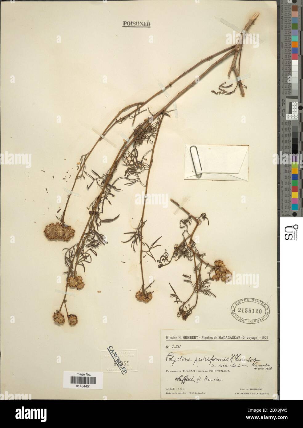Polycline proteiformis Humbert Polycline proteiformis Humbert Stock ...