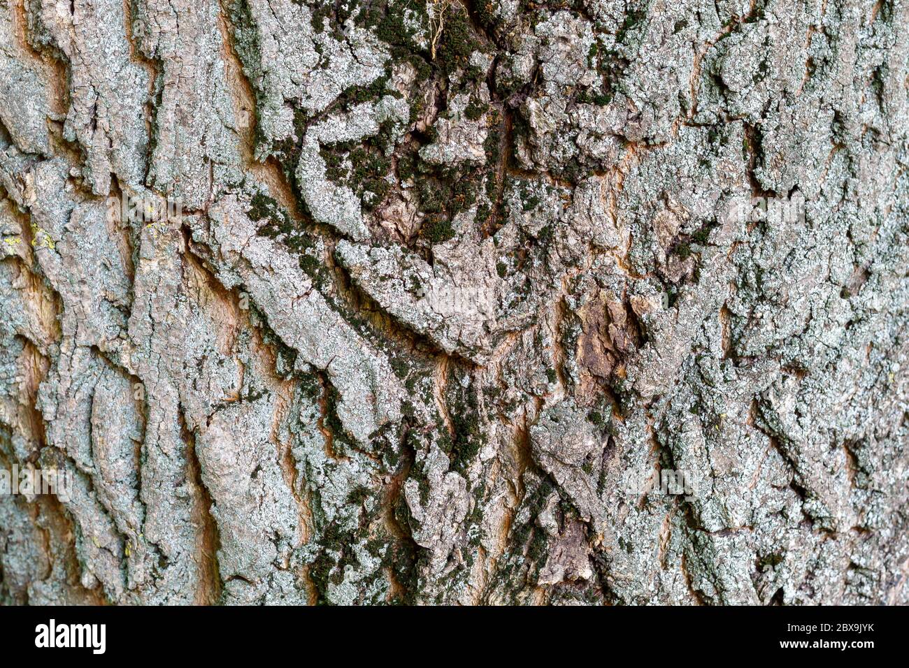 Tree Bark Texture Close Up Stock Photo - Alamy