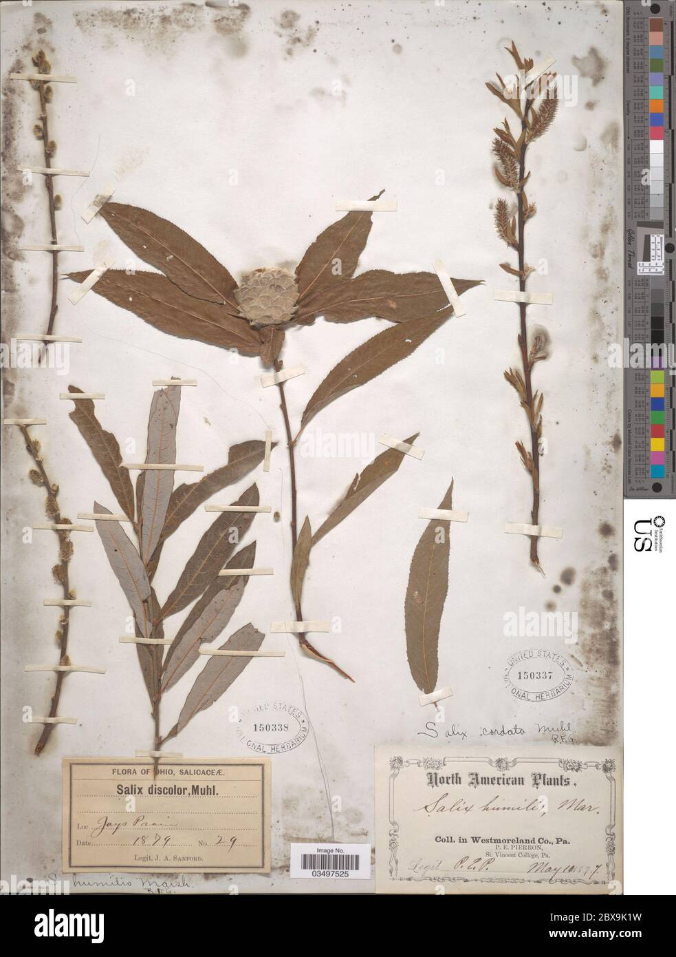 Salix humilis hi-res stock photography and images - Alamy