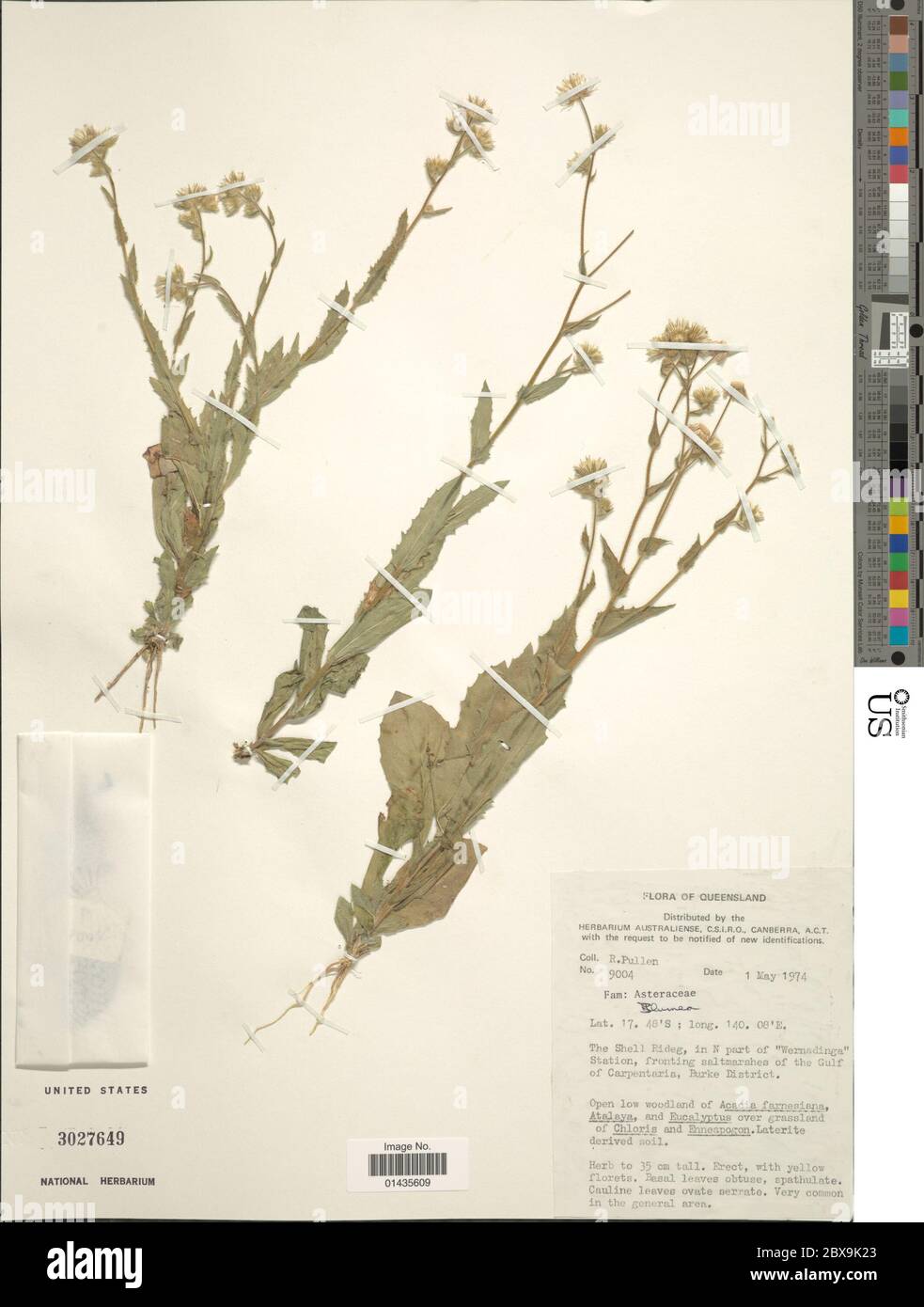 Blumea hi-res stock photography and images - Alamy