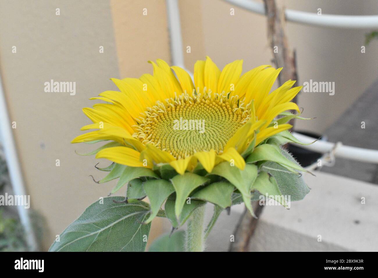 Alternative Family High Resolution Stock Photography and Images - Alamy