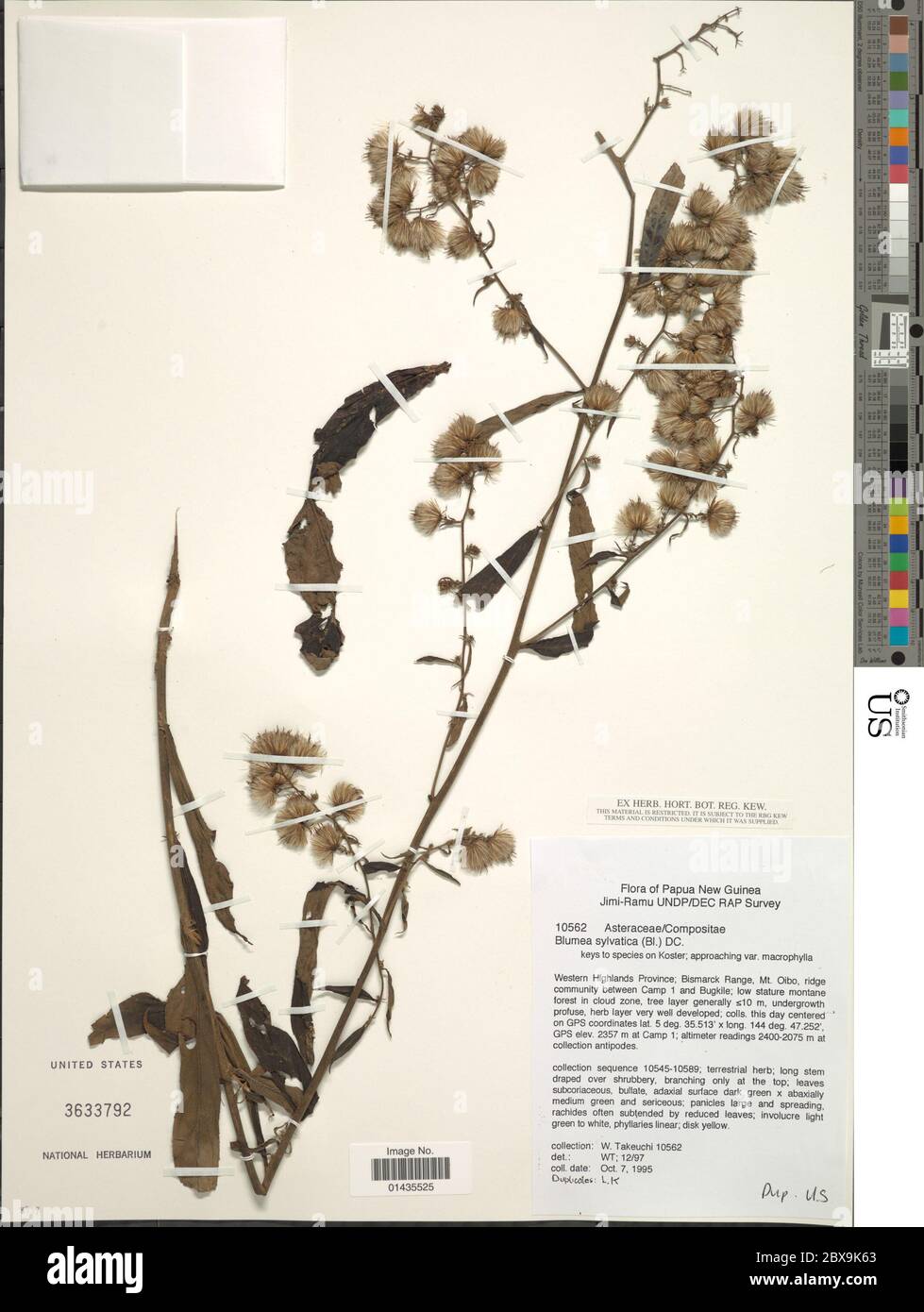 Blumea sylvatica Blume DC Blumea sylvatica Blume DC Stock Photo - Alamy