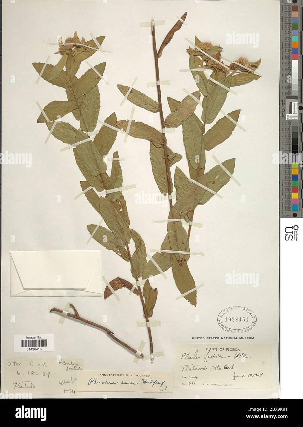 Pluchea rosea godfrey hi-res stock photography and images - Alamy