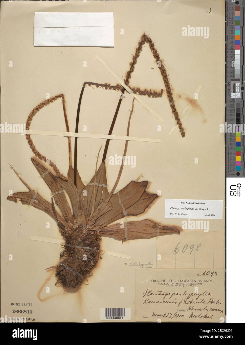 Pachyphylla hi-res stock photography and images - Alamy