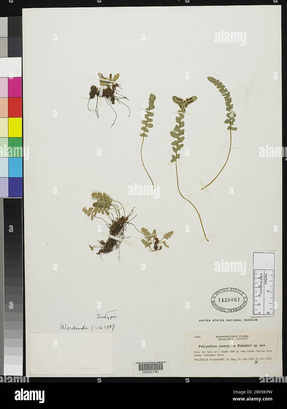 Polypodium amorphum Suksd Polypodium amorphum Suksd Stock Photo - Alamy