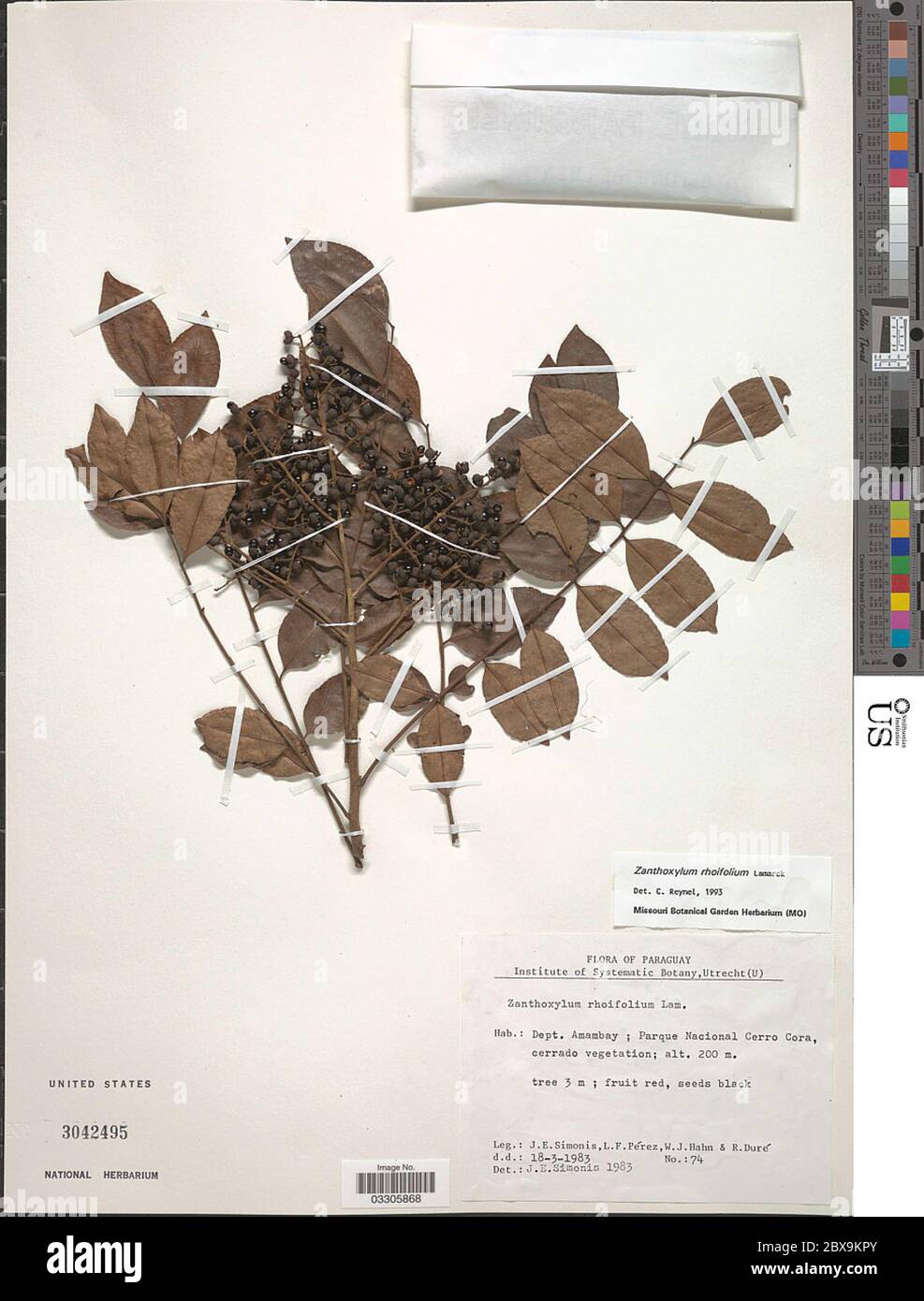 Zanthoxylum rhoifolium hi-res stock photography and images - Alamy