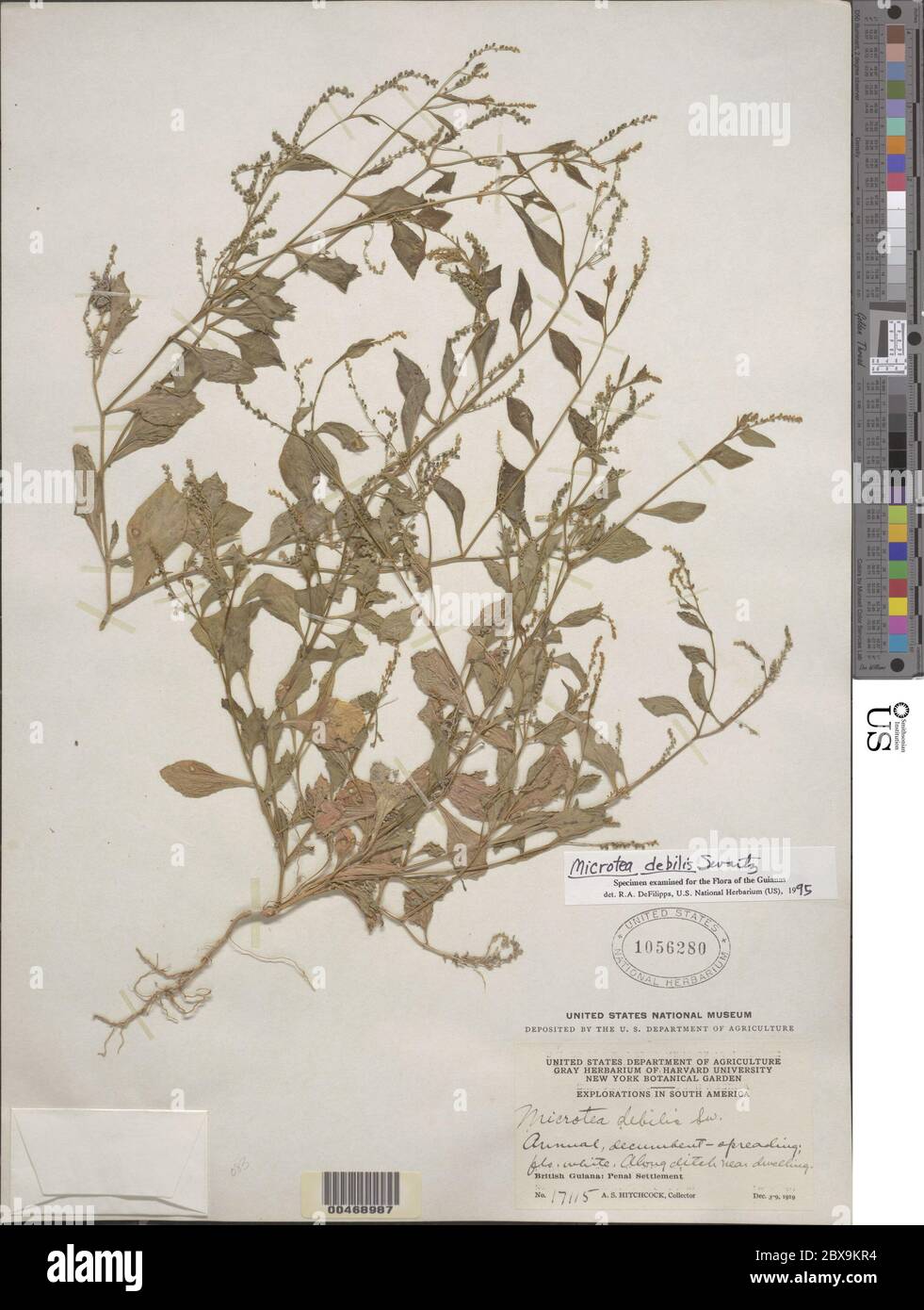 Microtea hi-res stock photography and images - Alamy