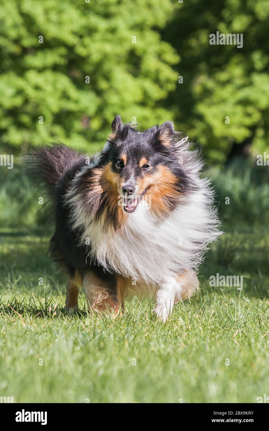 Sheltie (shetland sheepdog) running forward to a camera Stock Photo - Alamy