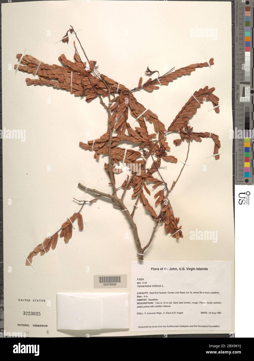 Tamarindus indica L Tamarindus indica L Stock Photo - Alamy