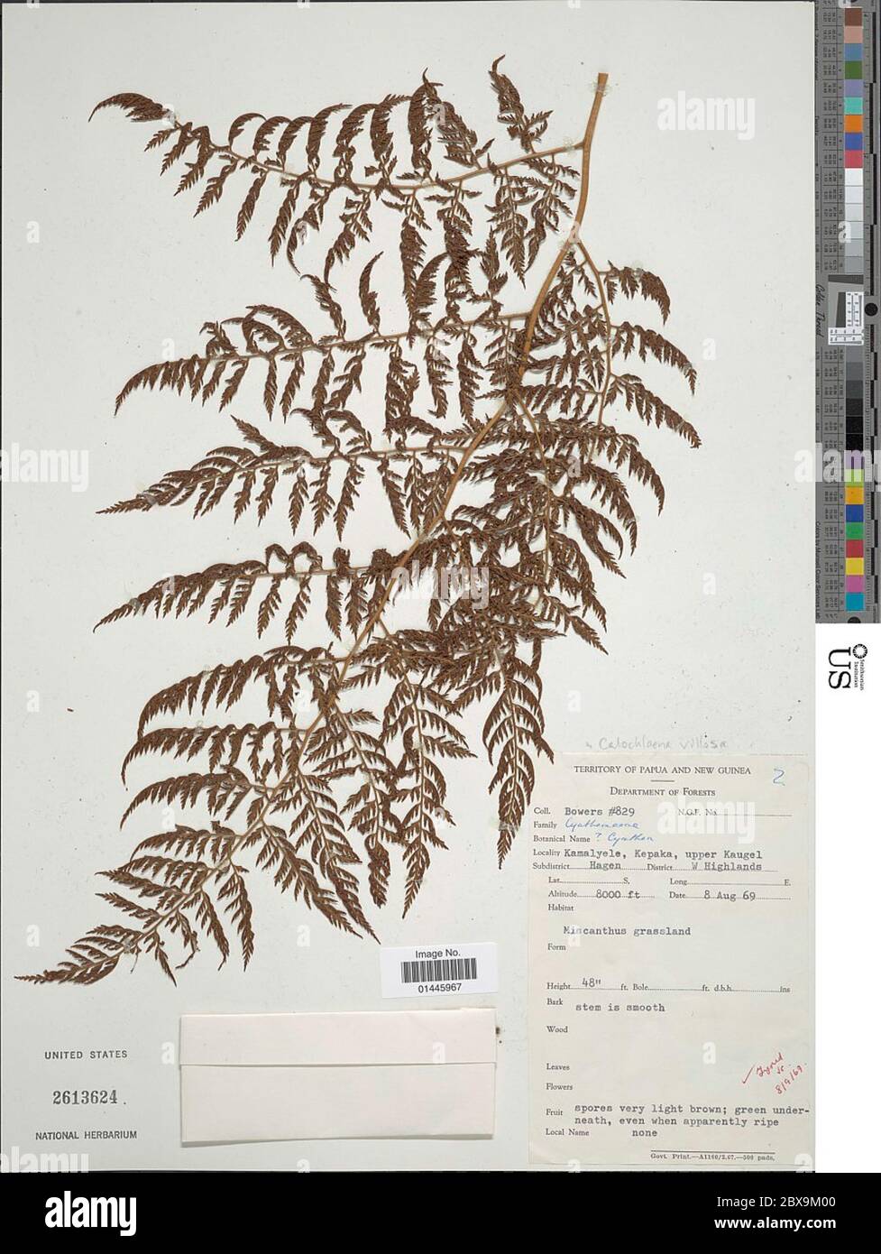 Calochlaena villosa C Chr MD Turner RA White Calochlaena villosa C Chr ...