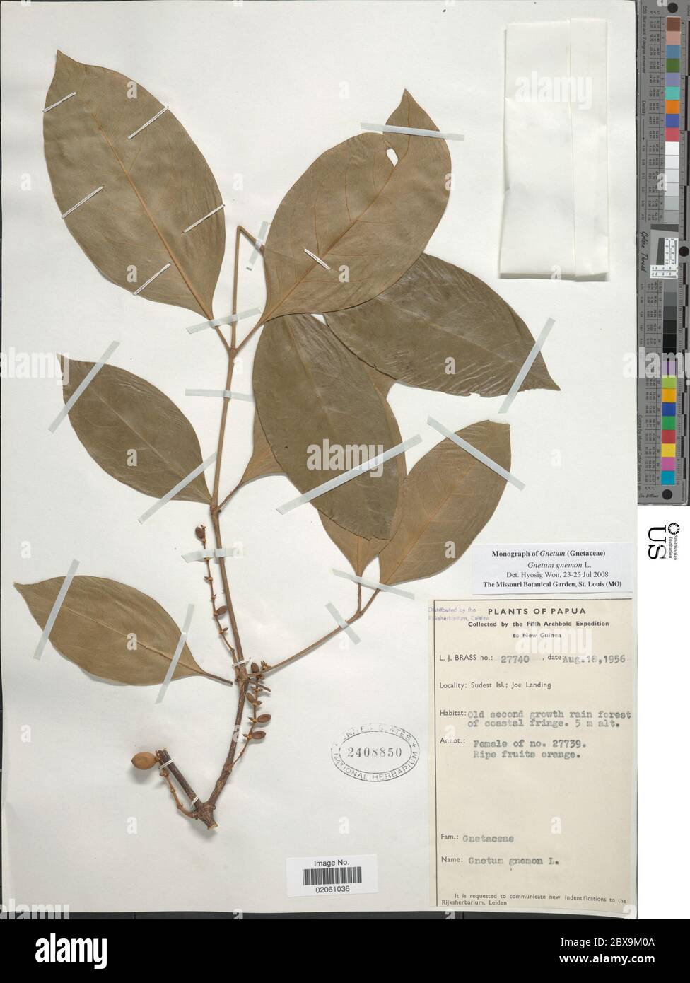 Gnetum gnemon hi-res stock photography and images - Alamy