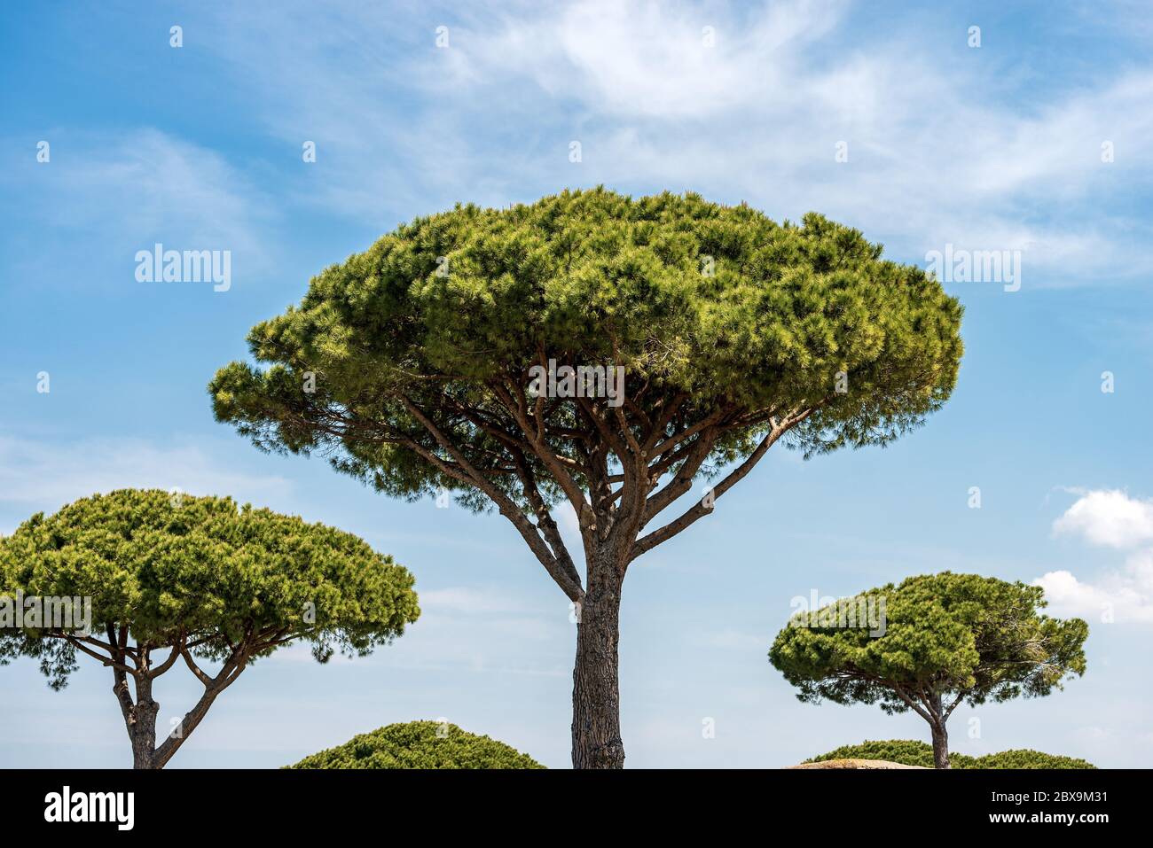 Group of maritime pines on blue sky with clouds, Mediterranean coast ...