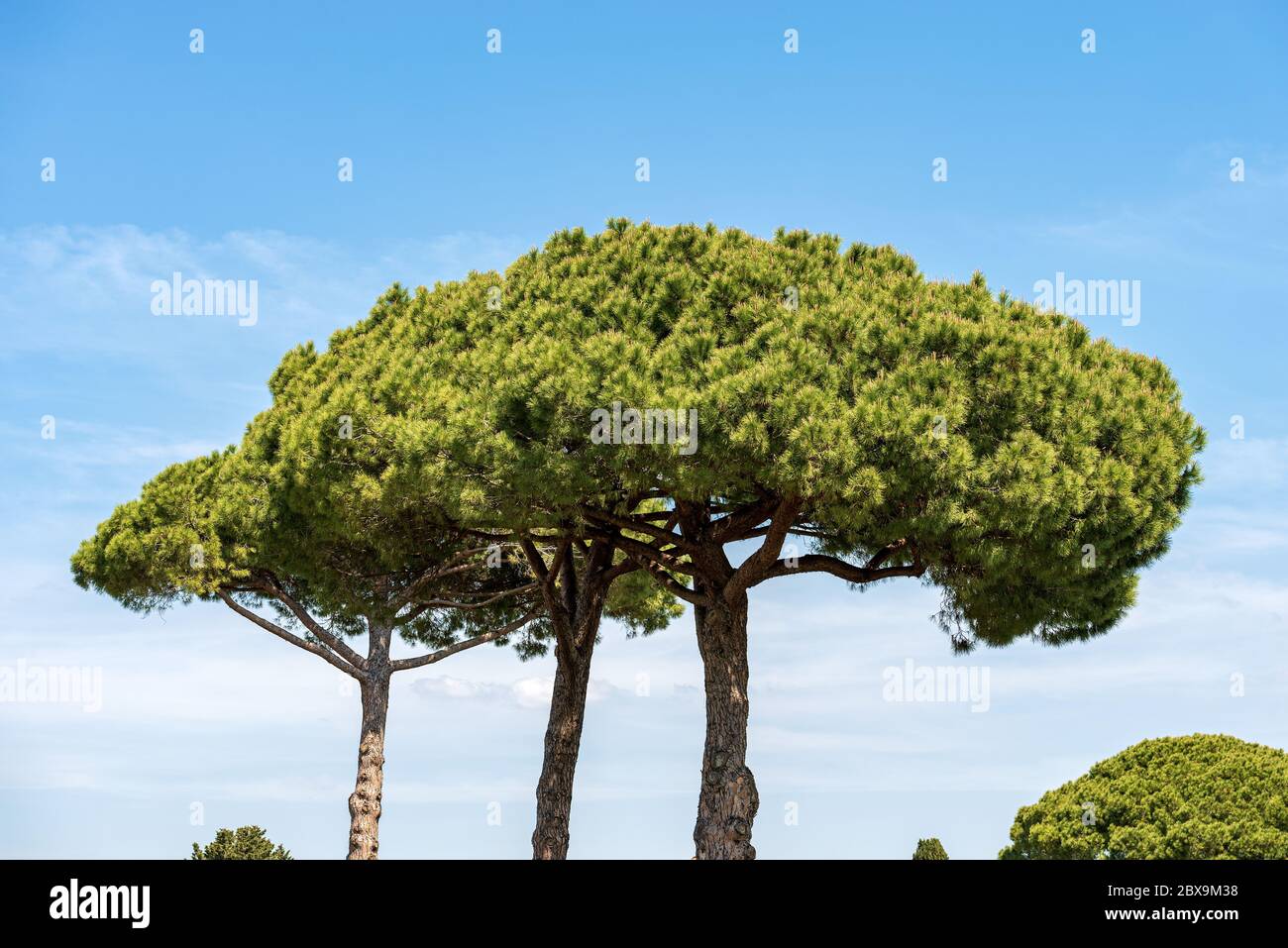 Group of maritime pines on blue sky with clouds, Mediterranean coast ...
