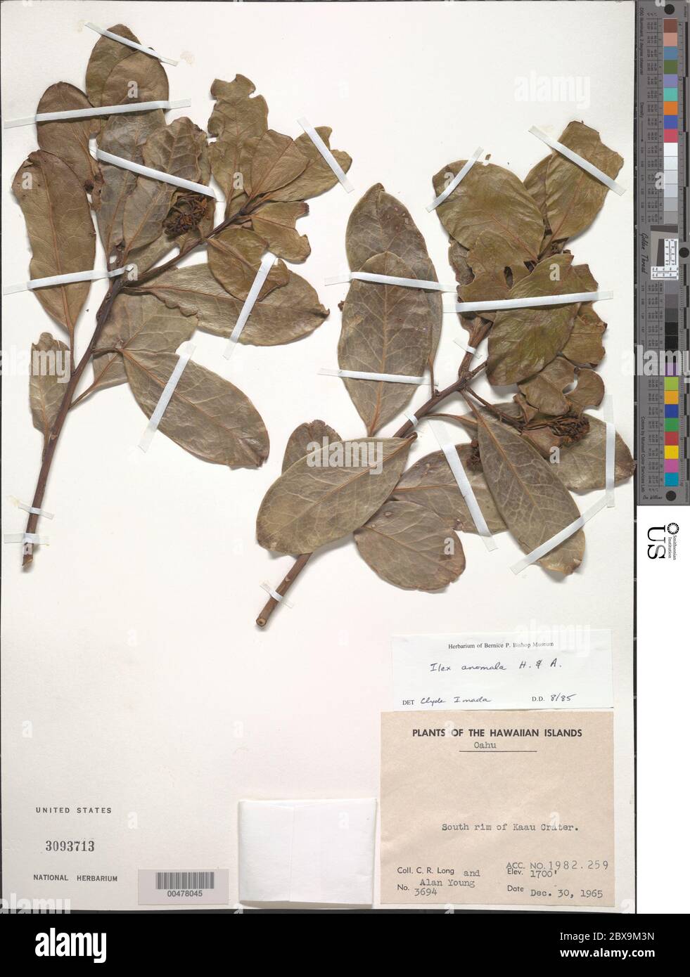 Ilex anomala hi-res stock photography and images - Alamy
