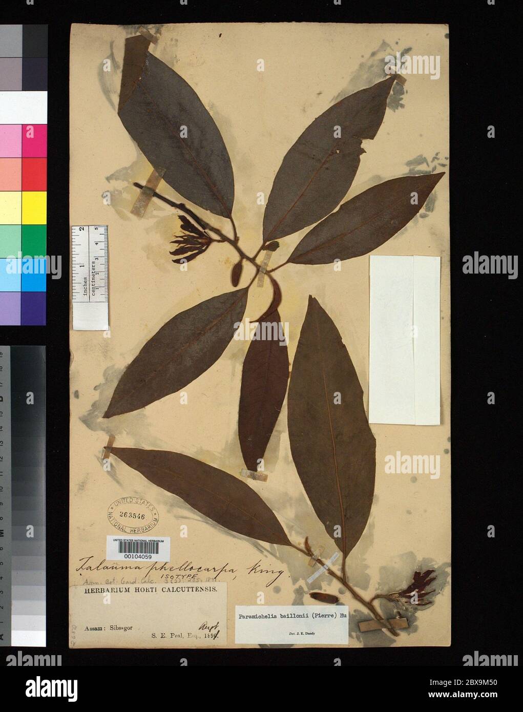 Talauma phellocarpa King Talauma phellocarpa King Stock Photo - Alamy