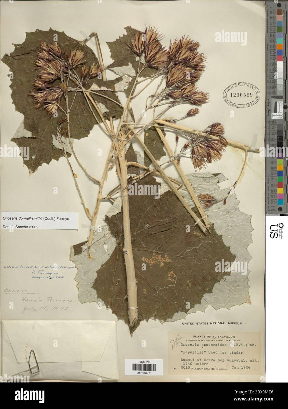 Onoseris donnellsmithii JM Coult Ferreyra Onoseris donnellsmithii JM ...