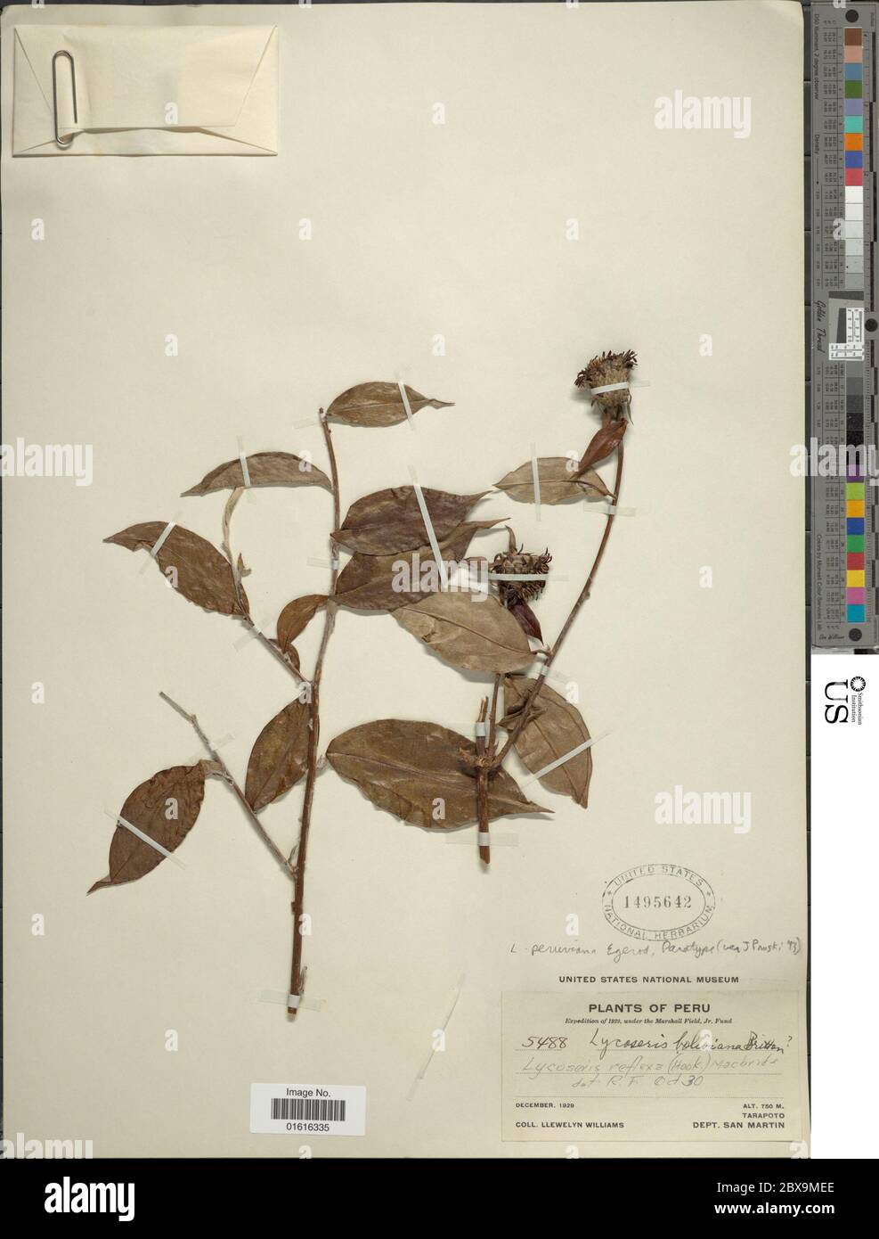 Lycoseris peruviana Egerod Lycoseris peruviana Egerod Stock Photo - Alamy