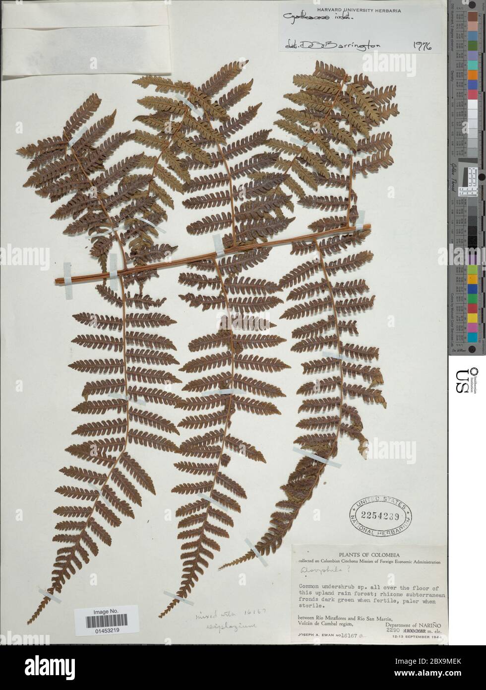 Cyathea sp Cyathea sp Stock Photo - Alamy