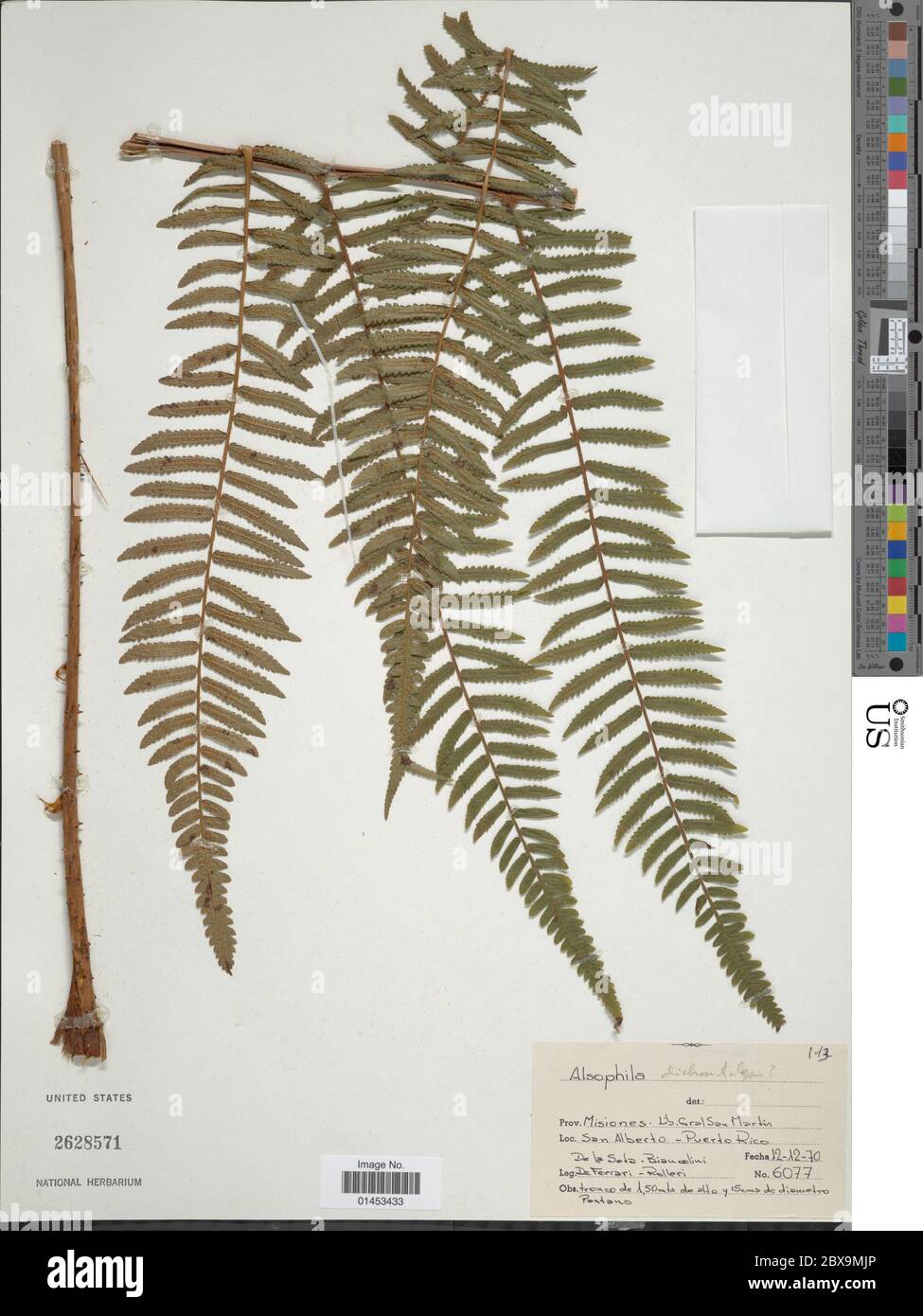 Cyathea sp hi-res stock photography and images - Alamy