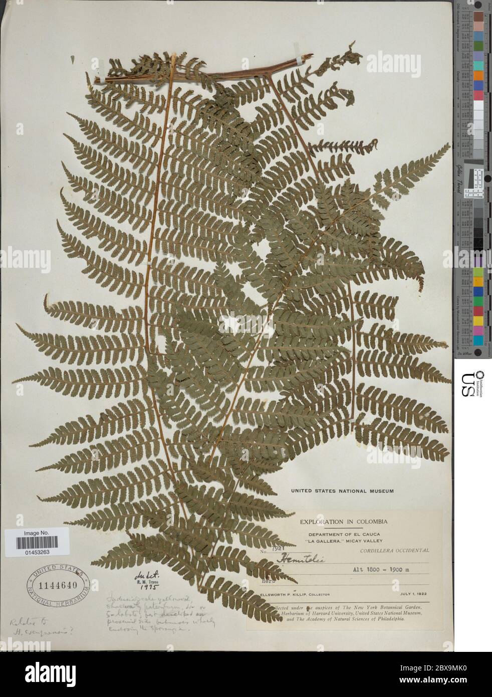 Cyathea sp Cyathea sp Stock Photo - Alamy