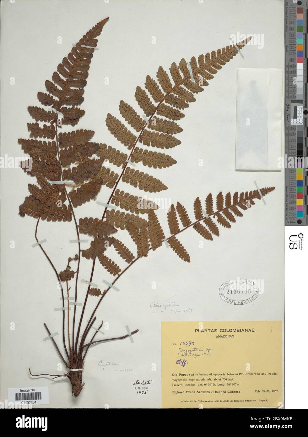 Cyathea sp hi-res stock photography and images - Alamy