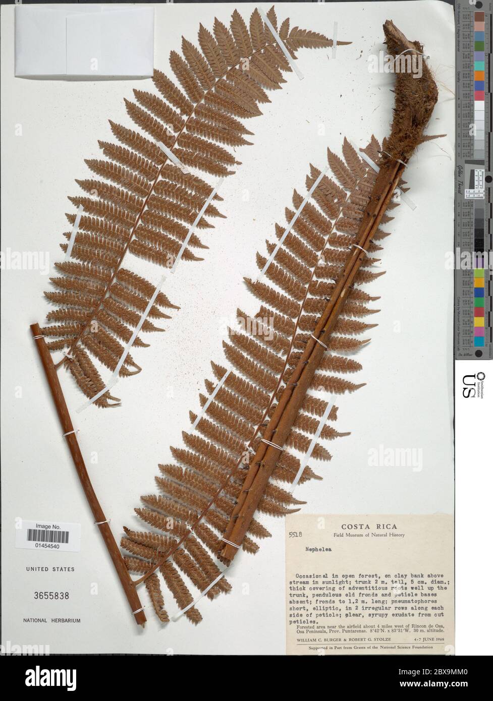 Alsophila sp hi-res stock photography and images - Alamy