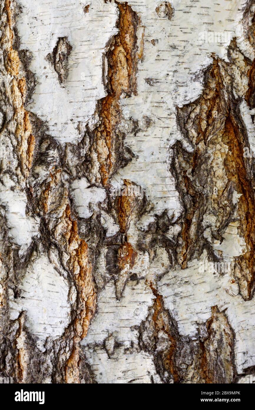 Birch Tree Bark Texture Close Up. Texture Useful For Background Image ...
