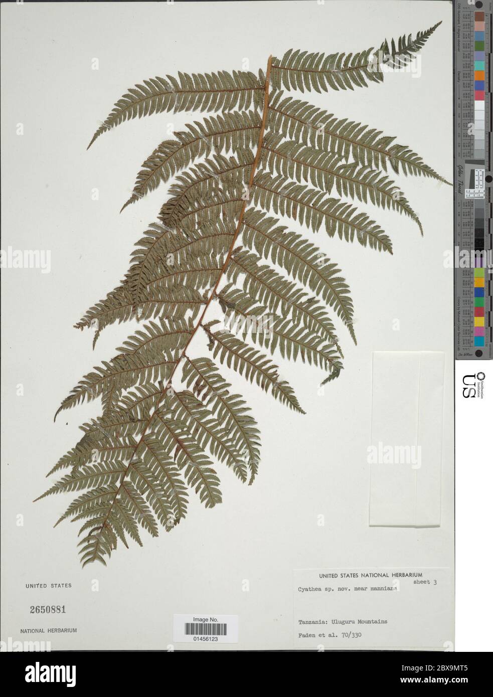 Alsophila sp hi-res stock photography and images - Alamy