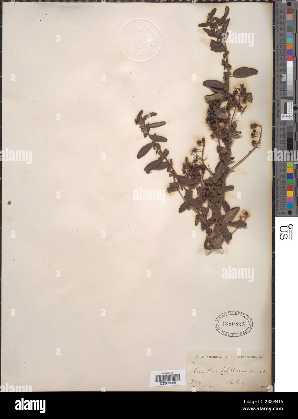 Ceanothus prostratus Benth Ceanothus prostratus Benth Stock Photo - Alamy