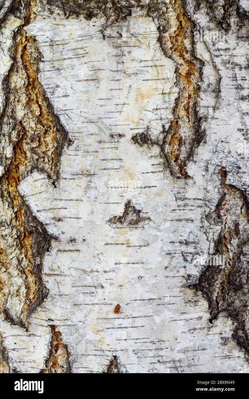 Birch Tree Bark Texture Close Up. Texture Useful For Background Image ...