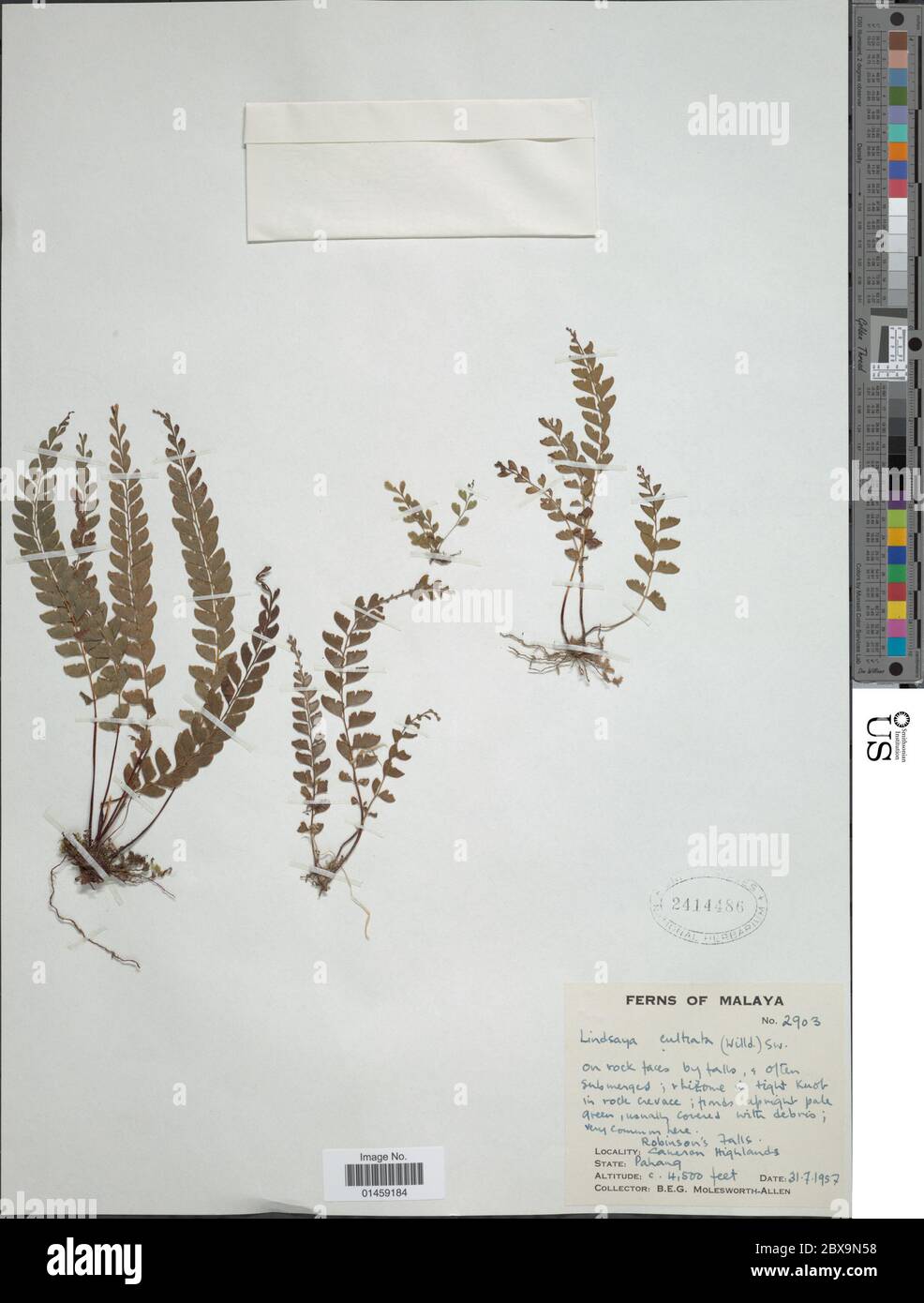 Lindsaea hi-res stock photography and images - Alamy