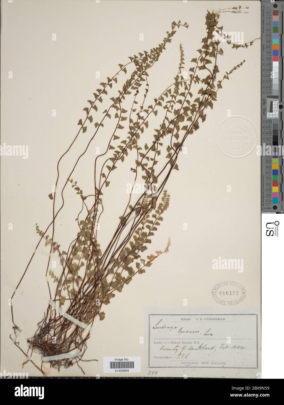 Lindsaea linearis Sw Lindsaea linearis Sw Stock Photo - Alamy