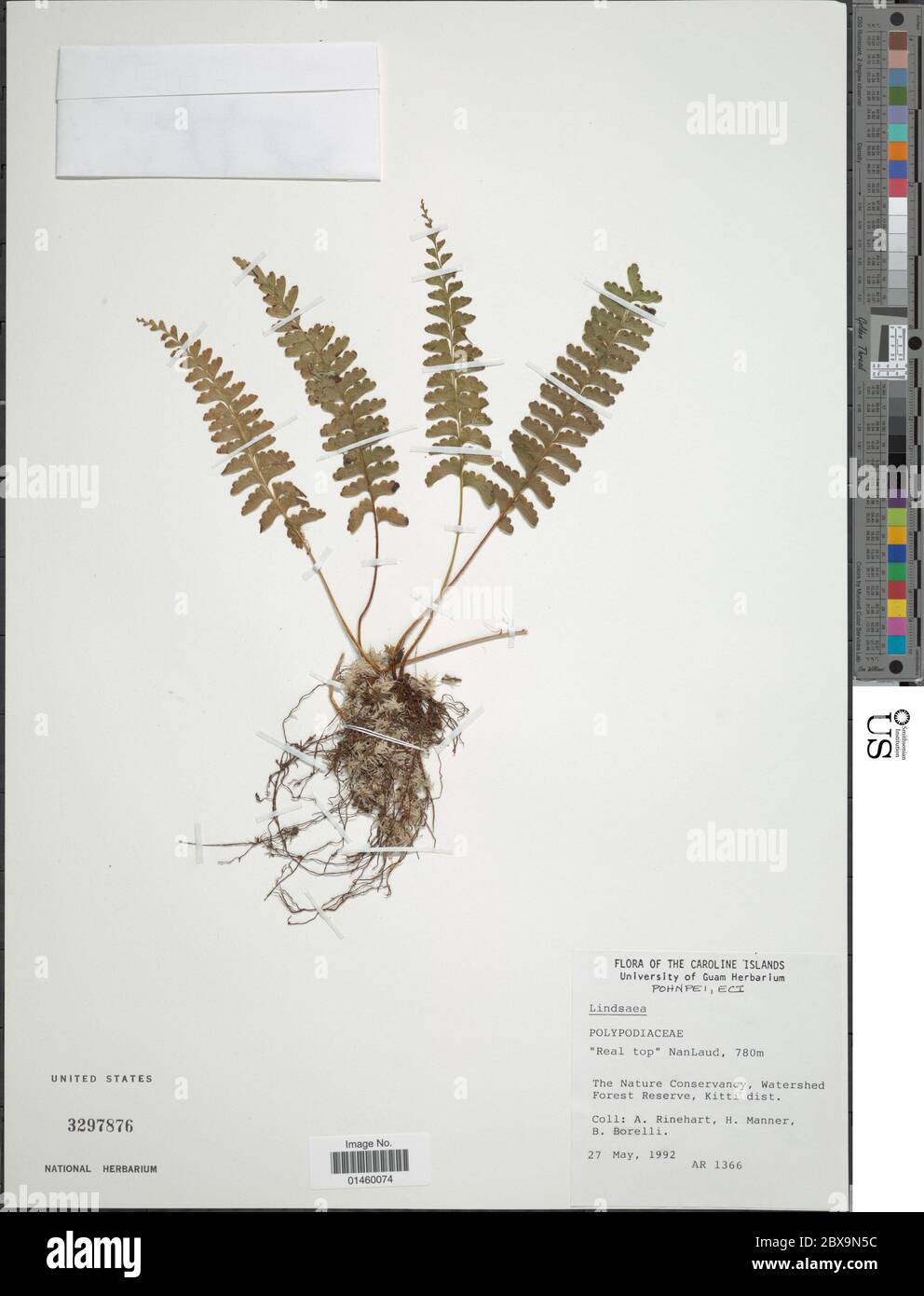 Lindsaea hi-res stock photography and images - Alamy