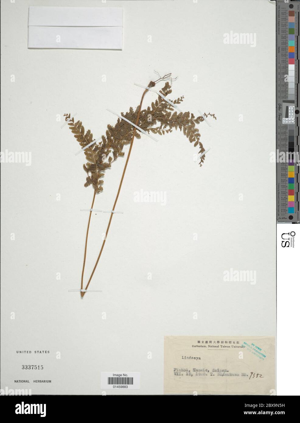 Lindsaea hi-res stock photography and images - Alamy