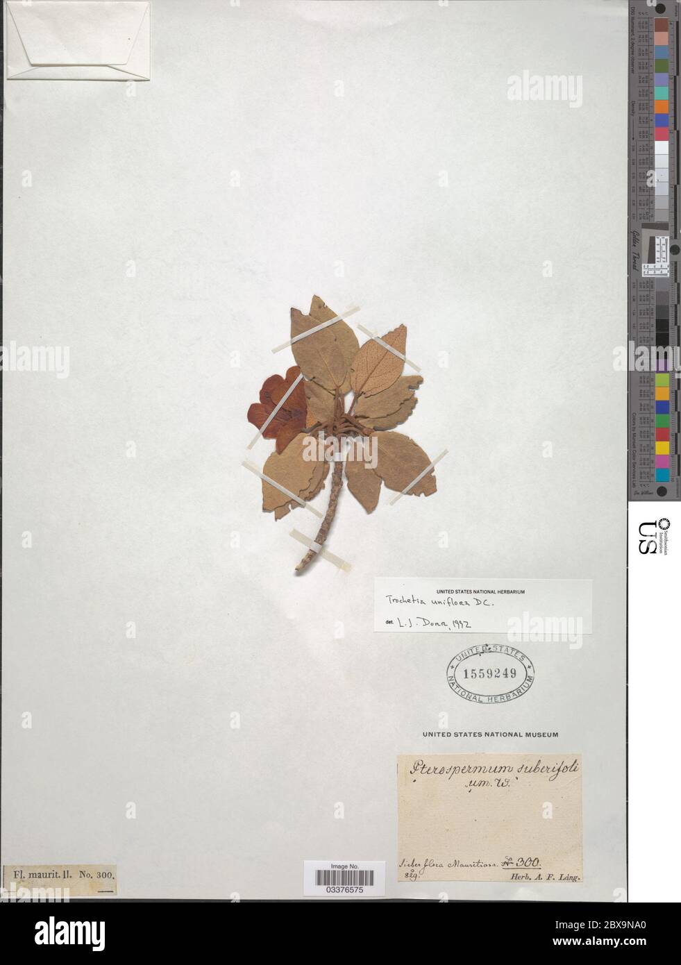 Trochetia hi-res stock photography and images - Alamy