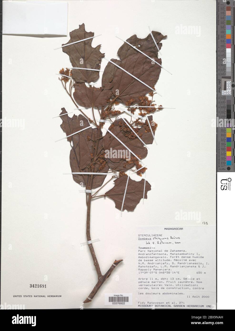 Dombeya albisquama Arnes Dombeya albisquama Arnes Stock Photo - Alamy