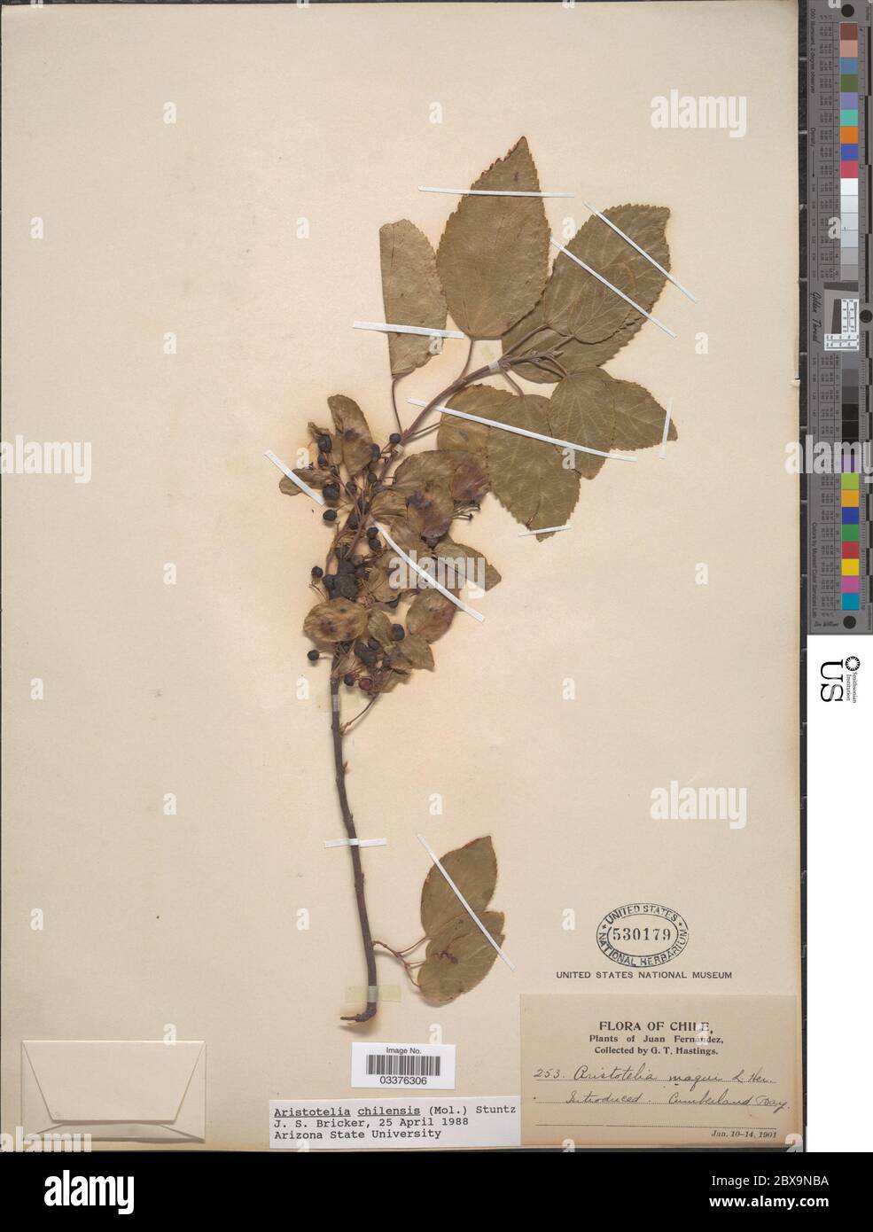 Aristotelia aristotelia hi-res stock photography and images - Alamy