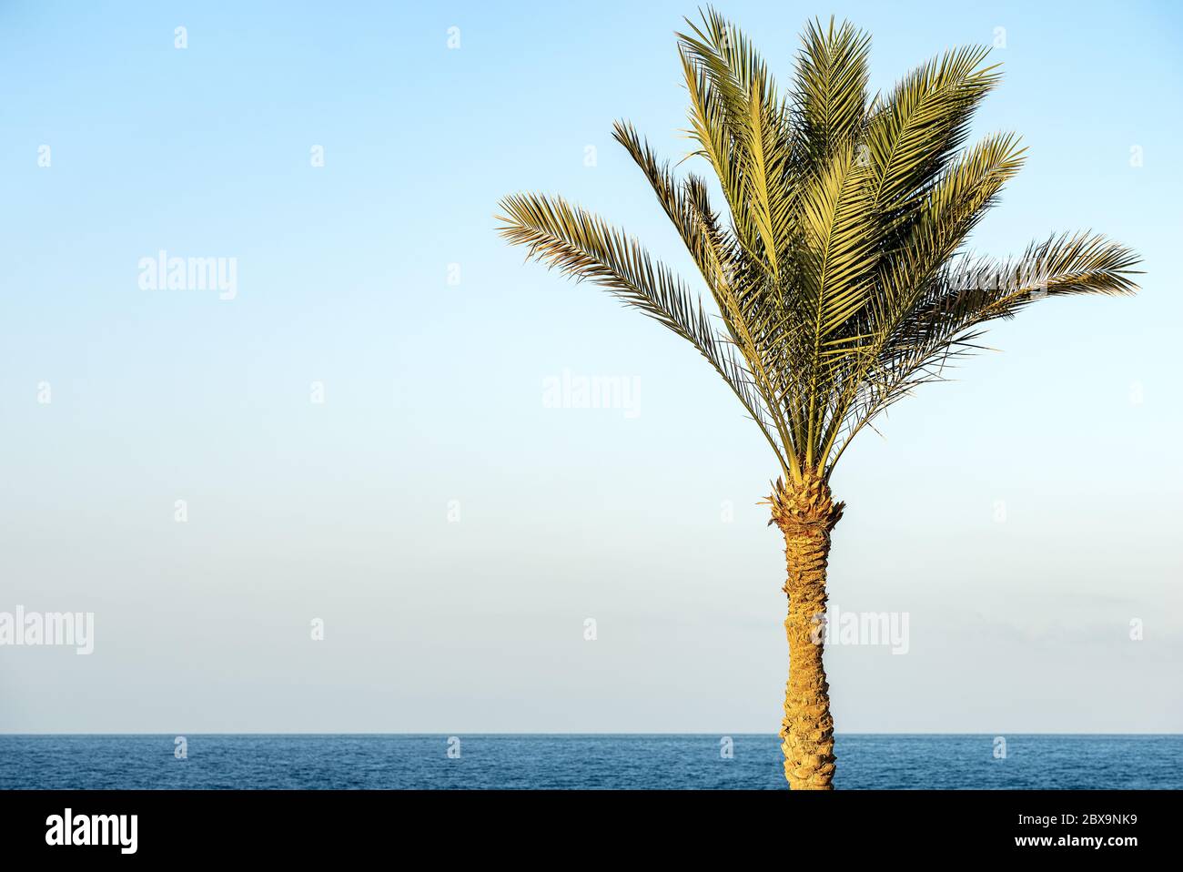 One palm tree in the coastline of the Red Sea with clear sky. Egypt ...
