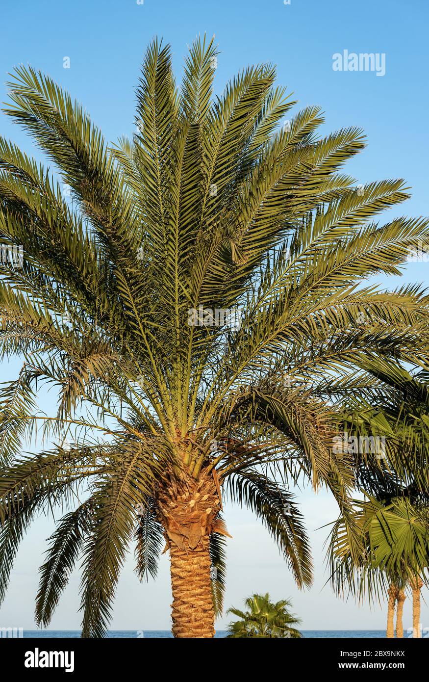 Group of palm trees in the coastline of the Red Sea with clear sky ...