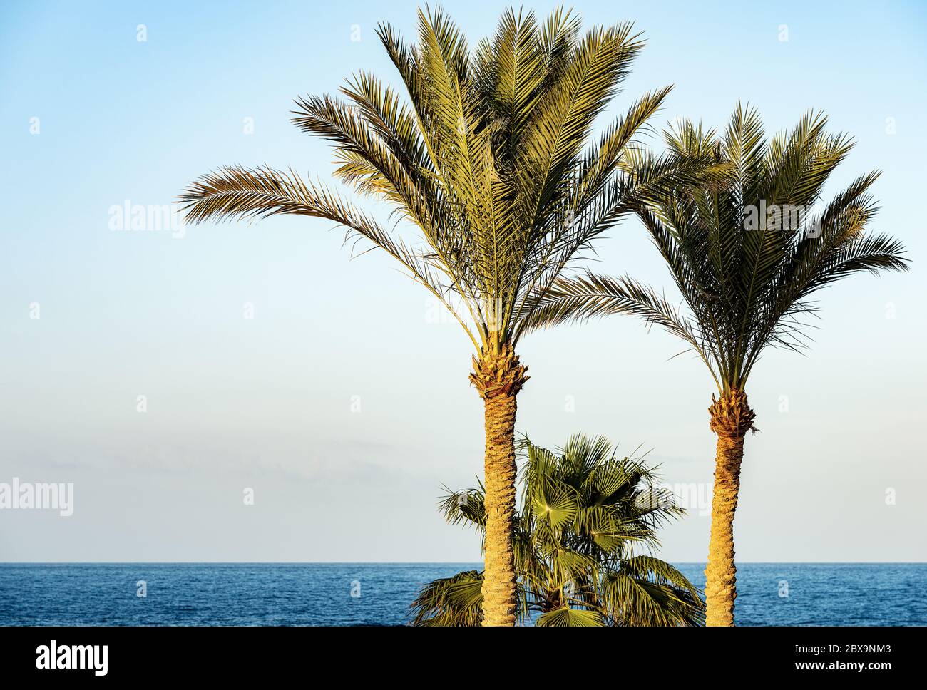 Group of palm trees in the coastline of the Red Sea with clear sky ...