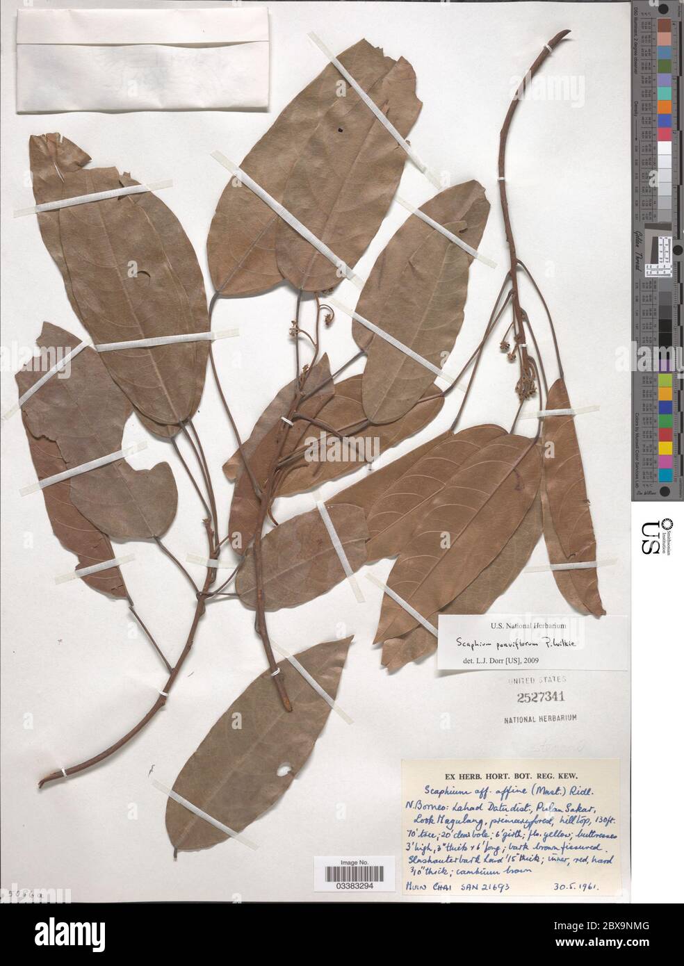 Scaphium hi-res stock photography and images - Alamy