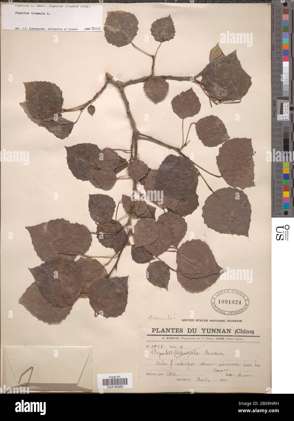 Populus tremula l hi-res stock photography and images - Alamy