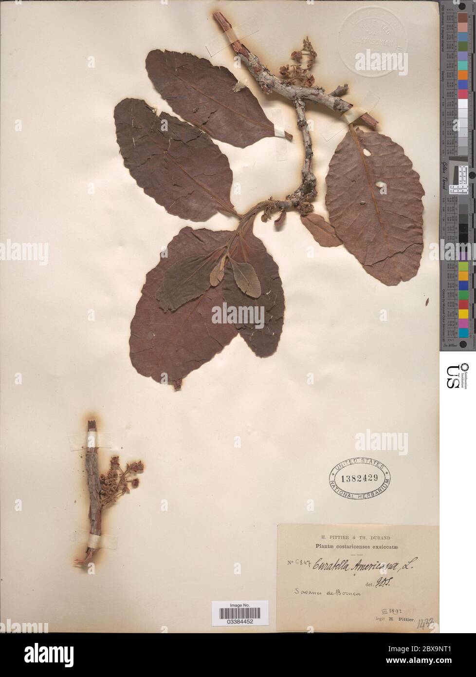 Curatella hi-res stock photography and images - Alamy