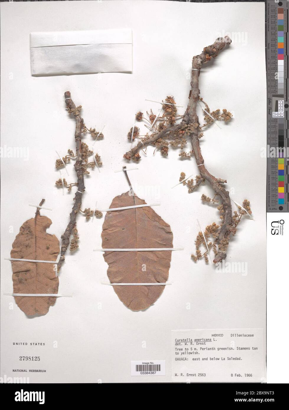 Curatella hi-res stock photography and images - Alamy