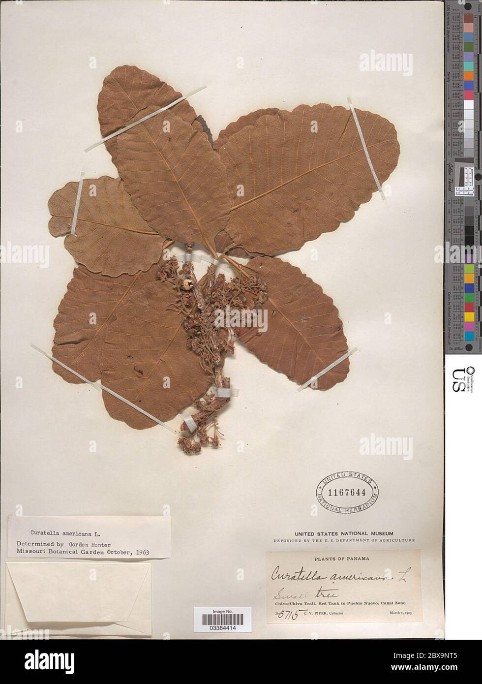 Curatella americana hi-res stock photography and images - Alamy