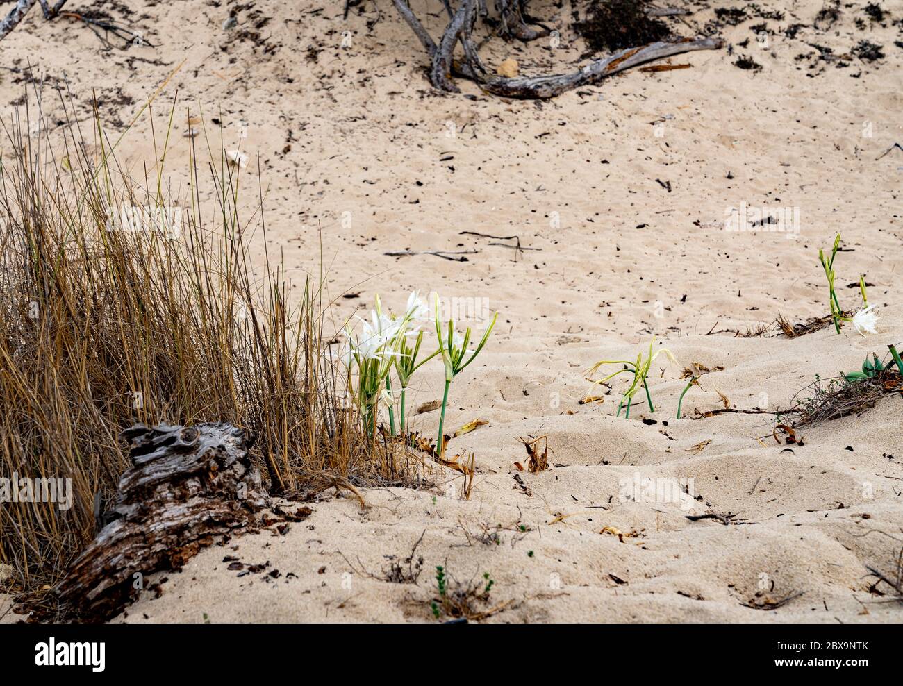 Wild sand dune with white flowers Stock Photo - Alamy