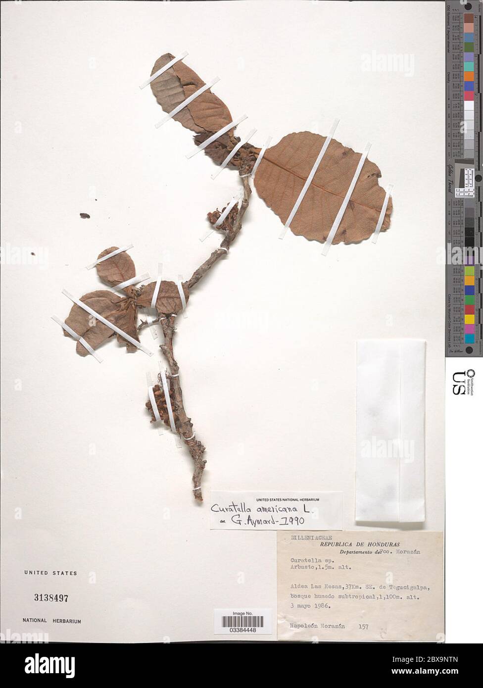 Curatella hi-res stock photography and images - Alamy